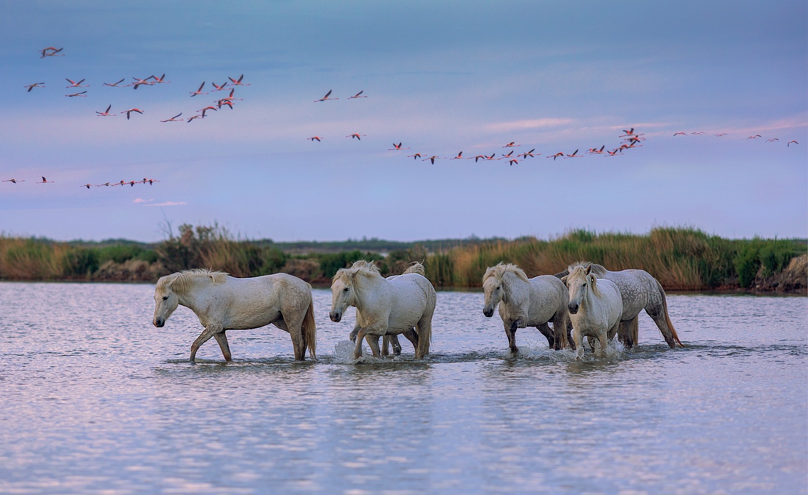 Camargue: Discover a World of Wild Beauty and Grace - The Provence Magazine